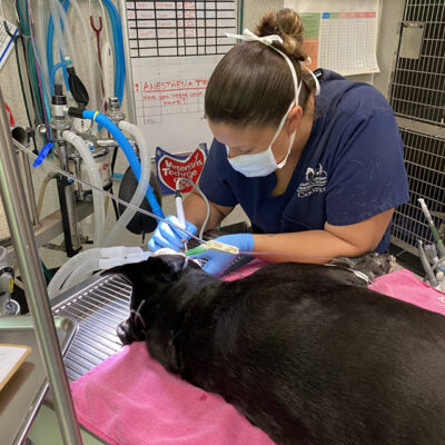 Companion Animal Veterinary Services – Beckett & Associates Veterinary ...