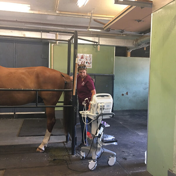 Equine Veterinary Services – Beckett & Associates Veterinary Services ...