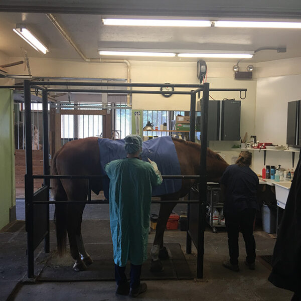 Equine Veterinary Services – Beckett & Associates Veterinary Services ...