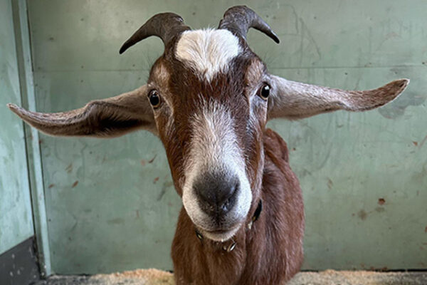 Farm Animal Veterinary Services – Beckett & Associates Veterinary ...