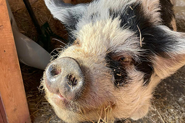 Farm Animal Veterinary Services – Beckett & Associates Veterinary ...