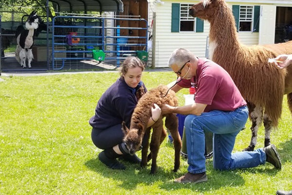 Farm Animal Veterinary Services – Beckett & Associates Veterinary ...