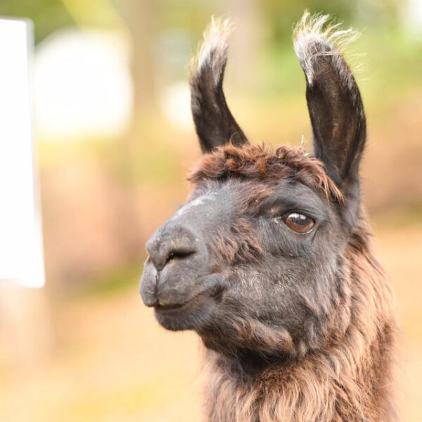 Farm Animal Veterinary Services – Beckett & Associates Veterinary ...
